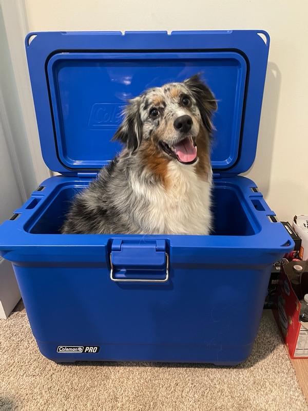 Coleman Pro 55-Quart Wheeled Cooler | Dick's Sporting Goods