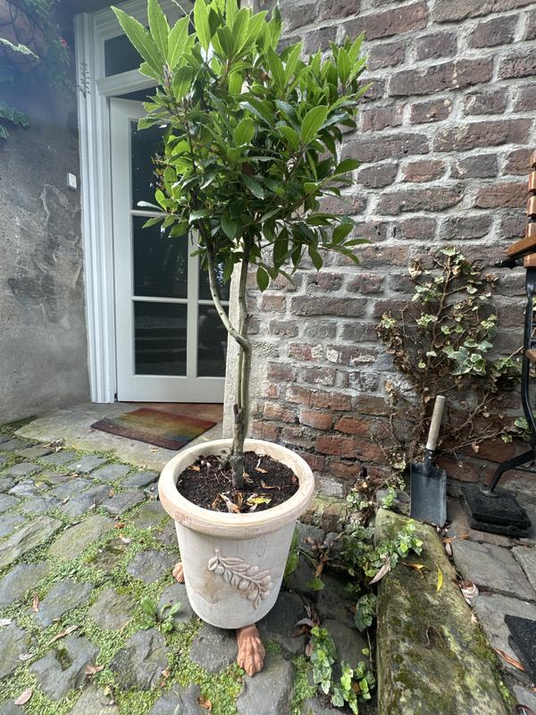 Deroma Olive Pflanztopf Cilindro kaufen