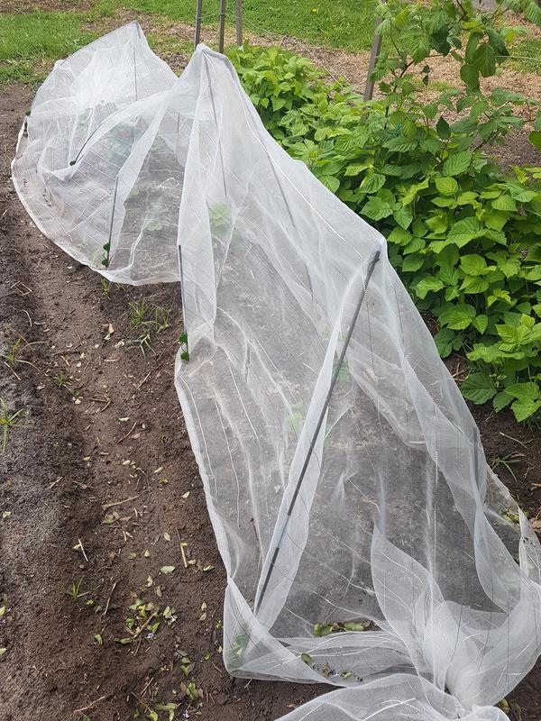 Insect Netting For Garden Bunnings | Fasci Garden