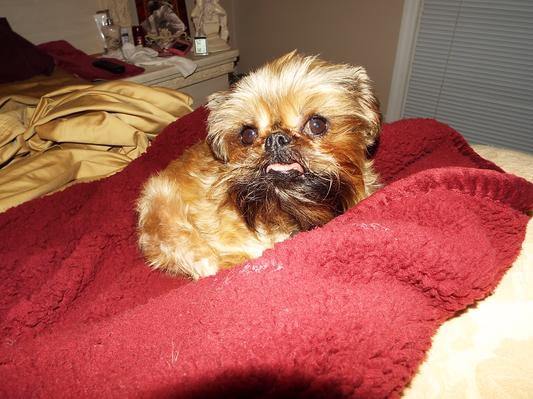 Stella & Chewy's Absolutely Rabbit Dinner Patties Grain-Free Freeze ...