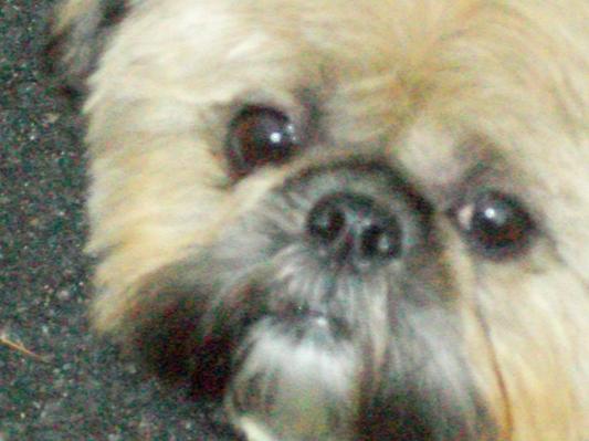 Puralube Vet Ointment Sterile Ocular Lubricant for Dogs & Cats, 3.5g ...