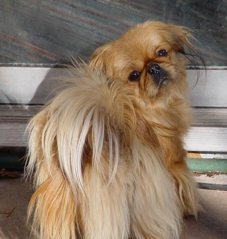 Purina Pro Plan Veterinary Diets Canine Nutritional FortiFlora Dog ...