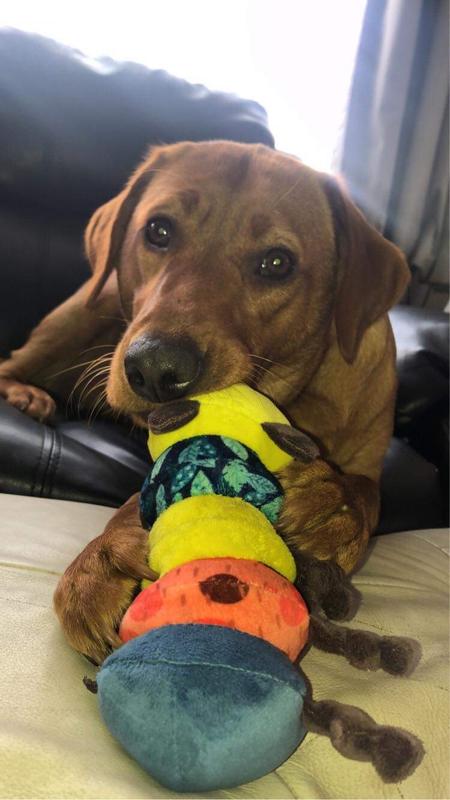 Wilko Squeaky Caterpillar Dog Toy Wilko