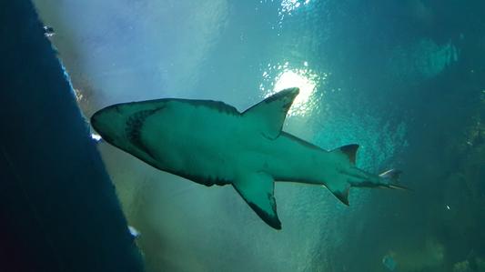 Mandalay Bay Shark Reef - Mandalay Bay Shark Reef Las Vegas - Vegas ...